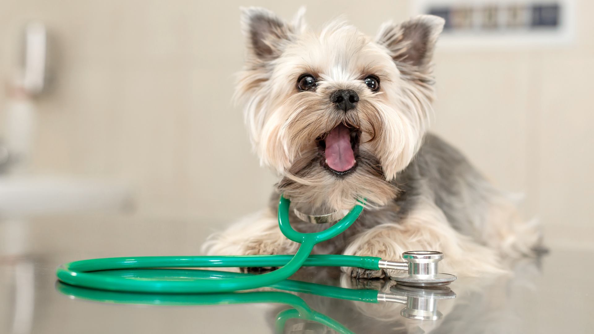 Pet Daycare In Springfield, MO | Galloway Village Veterinary