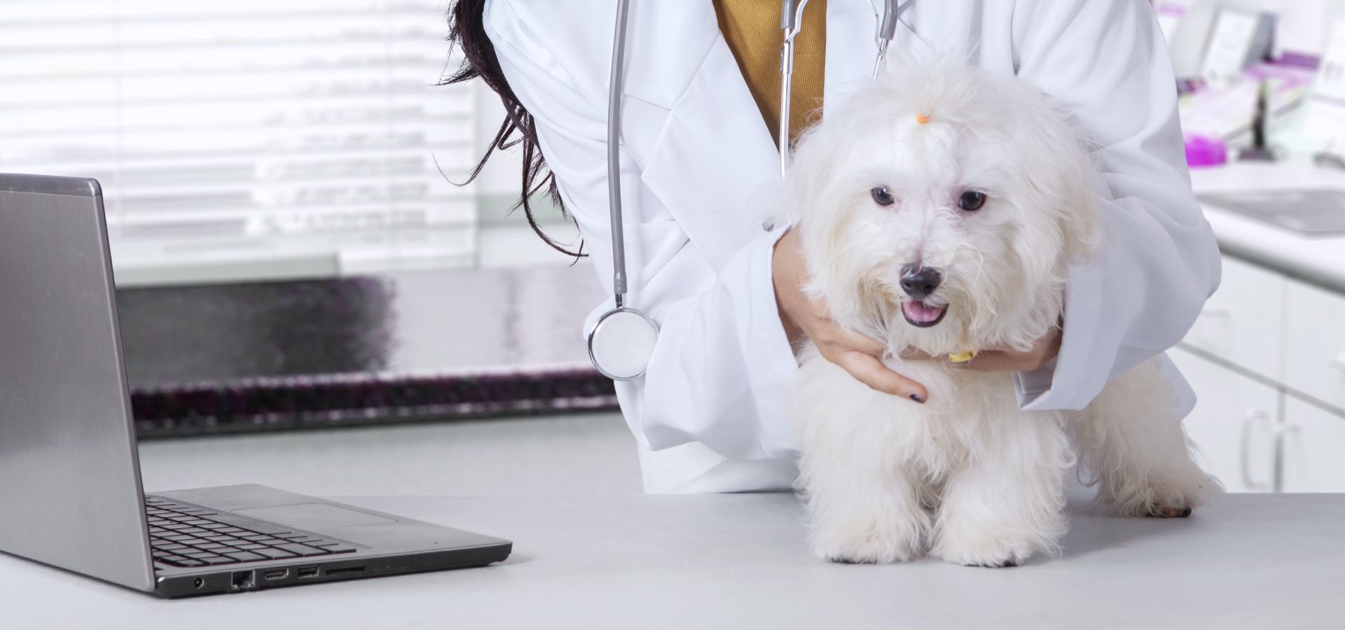 Pet Laboratory In Springfield, MO | Galloway Village Veterinary