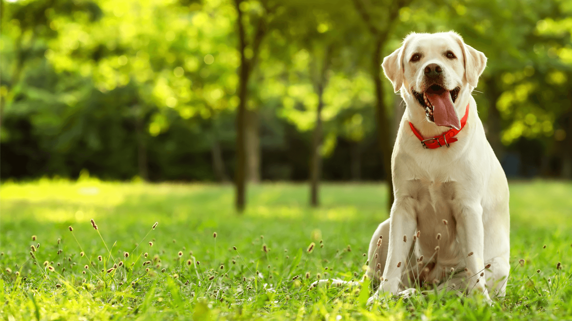 Vet Near Me Springfield, MO | Galloway Village Veterinary