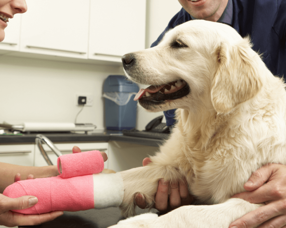 Springfield, MO Vet Services | Galloway Village Veterinary