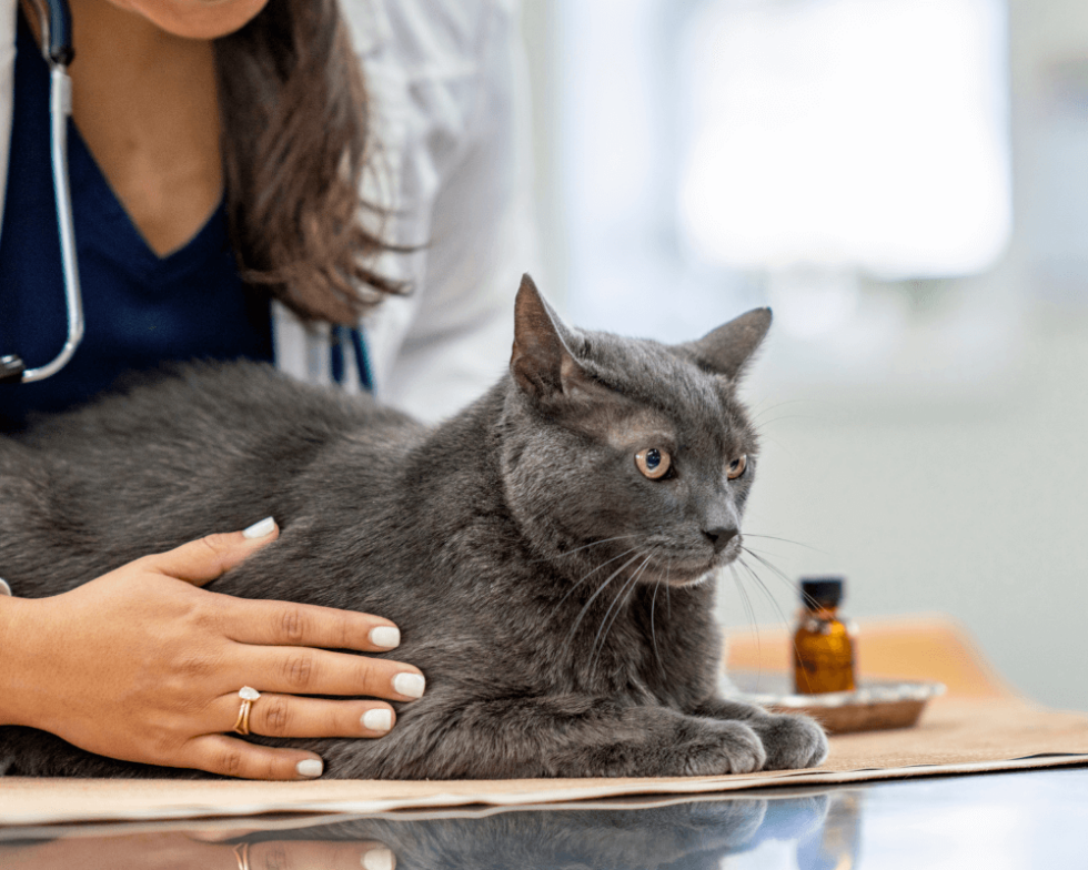 Springfield, MO Vet Services | Galloway Village Veterinary