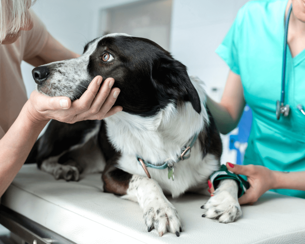 Springfield, MO Vet Services | Galloway Village Veterinary